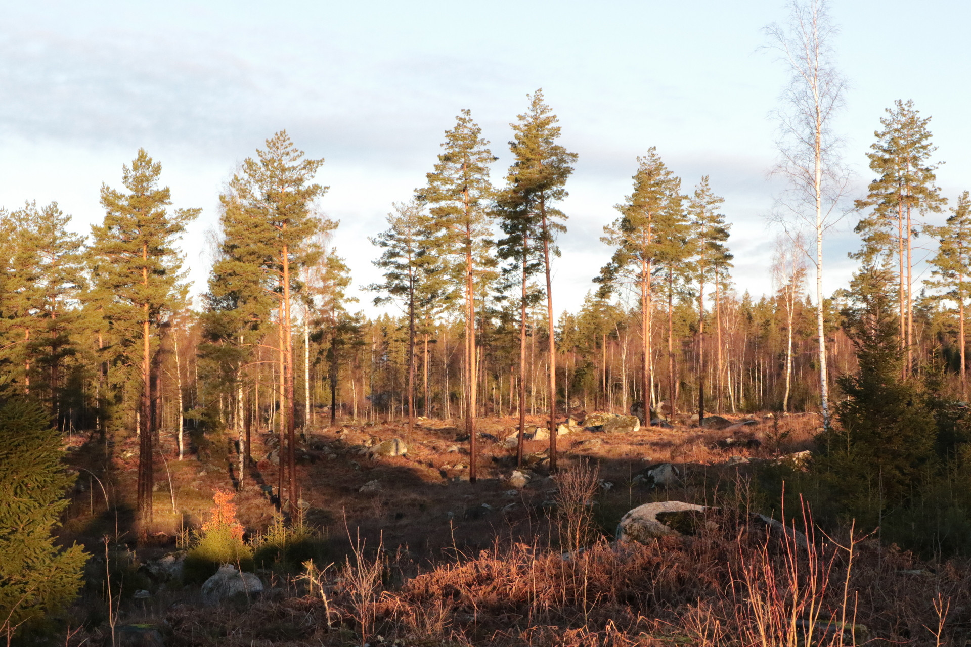 Farms for sale in Sweden - Sweden Estates